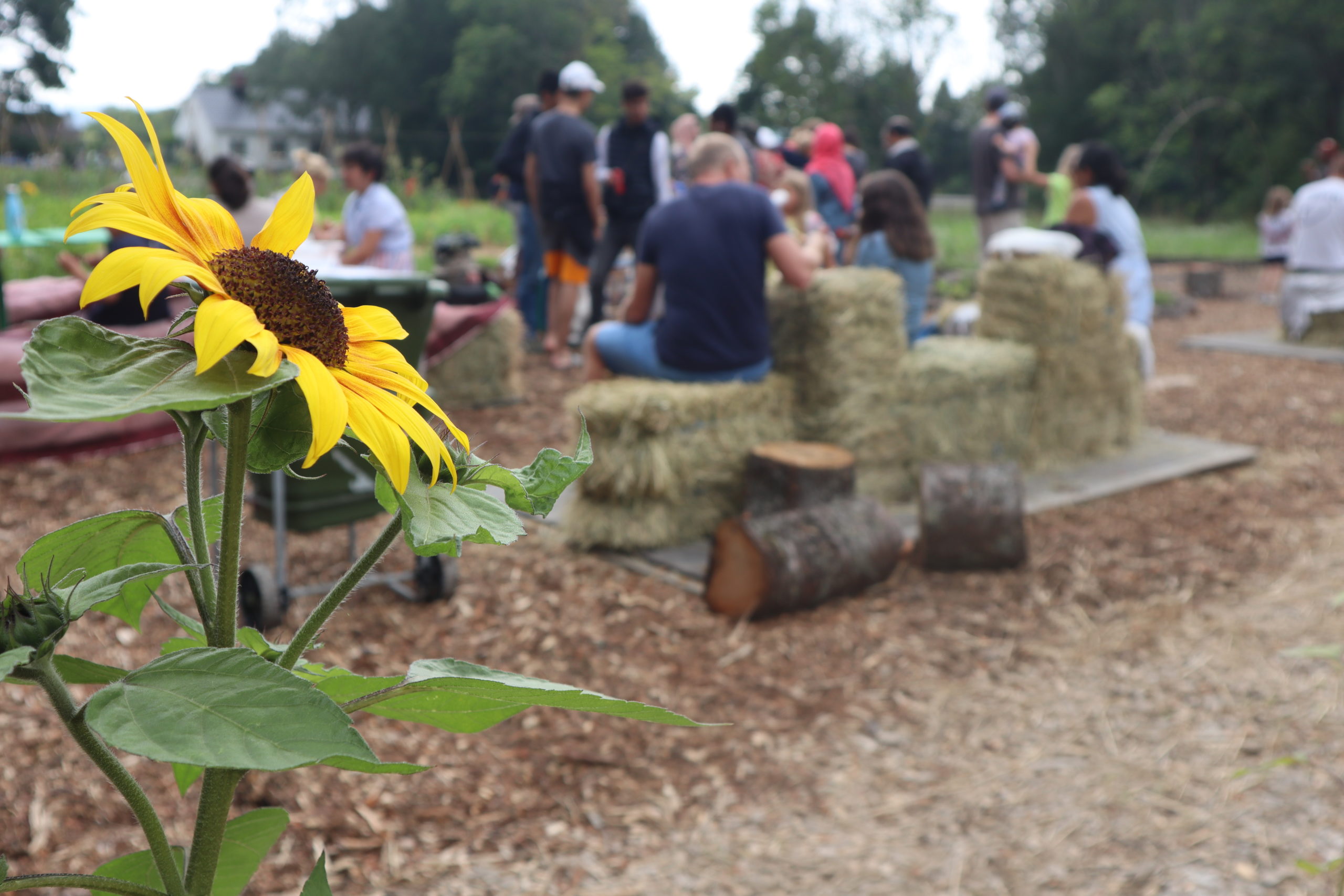 Community gardens as a playground for social inclusion - ELM Magazine