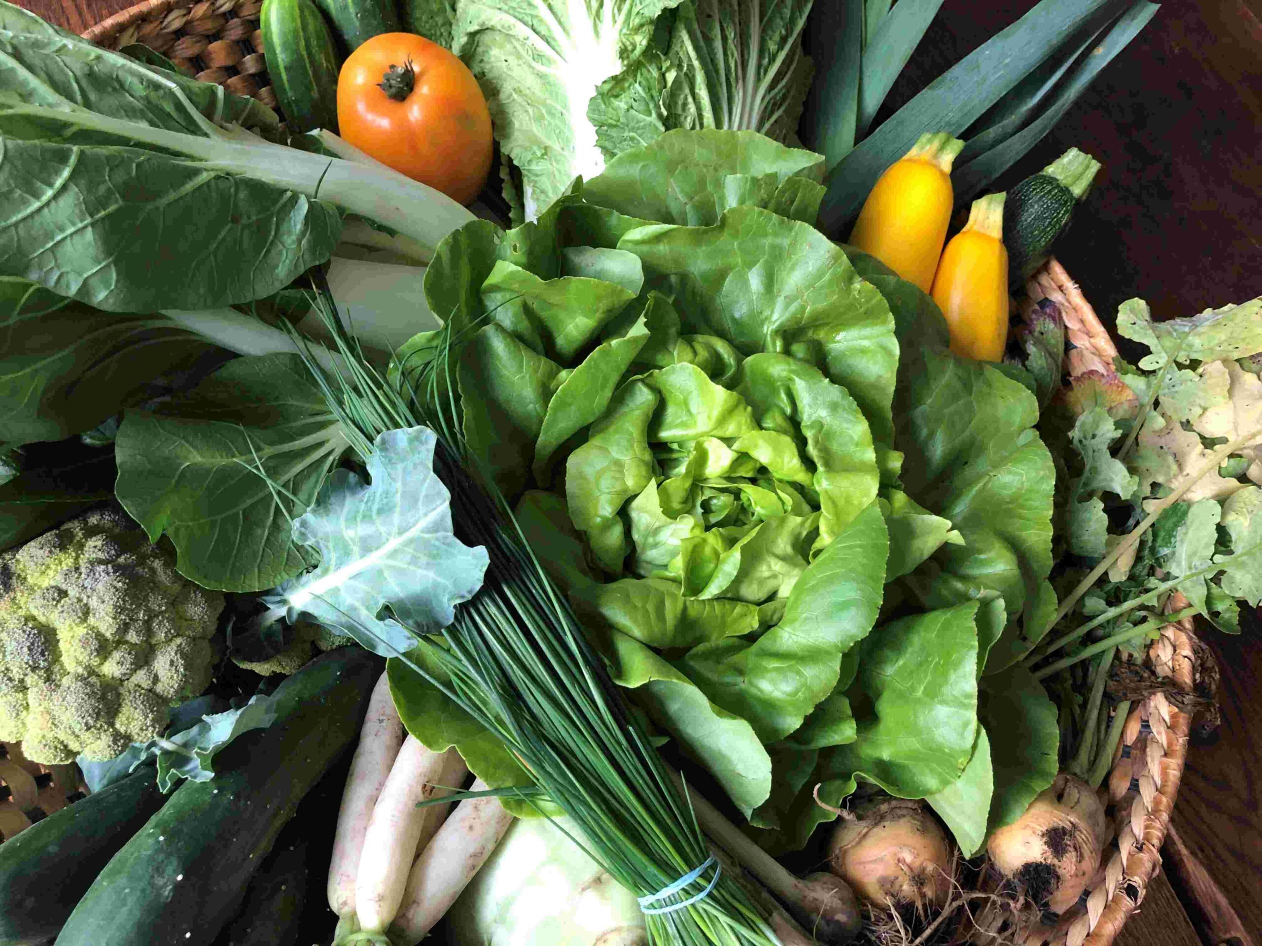 A community garden builds a better world cabbage by cabbage - ELM Magazine